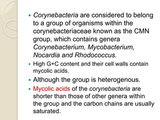Coryneform Bacteria.pptx