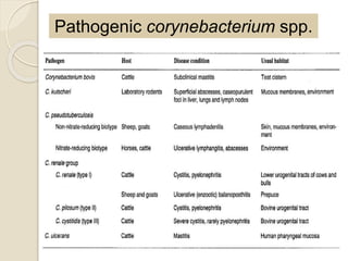 Coryneform Bacteria.pptx