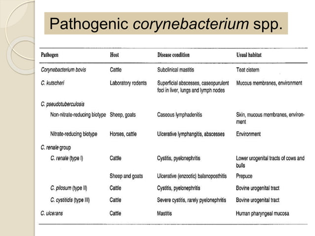 Coryneform Bacteria.pptx