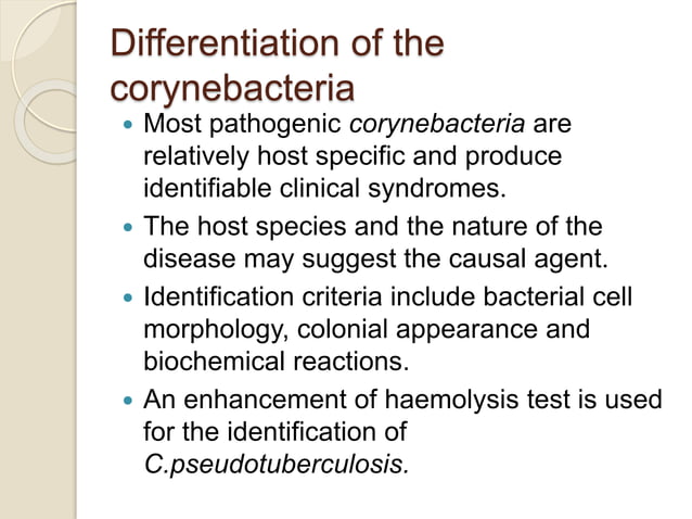 Coryneform Bacteria.pptx