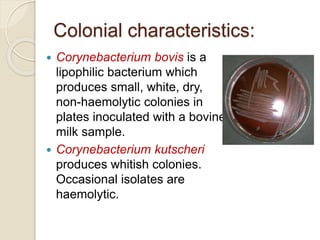 Coryneform Bacteria.pptx