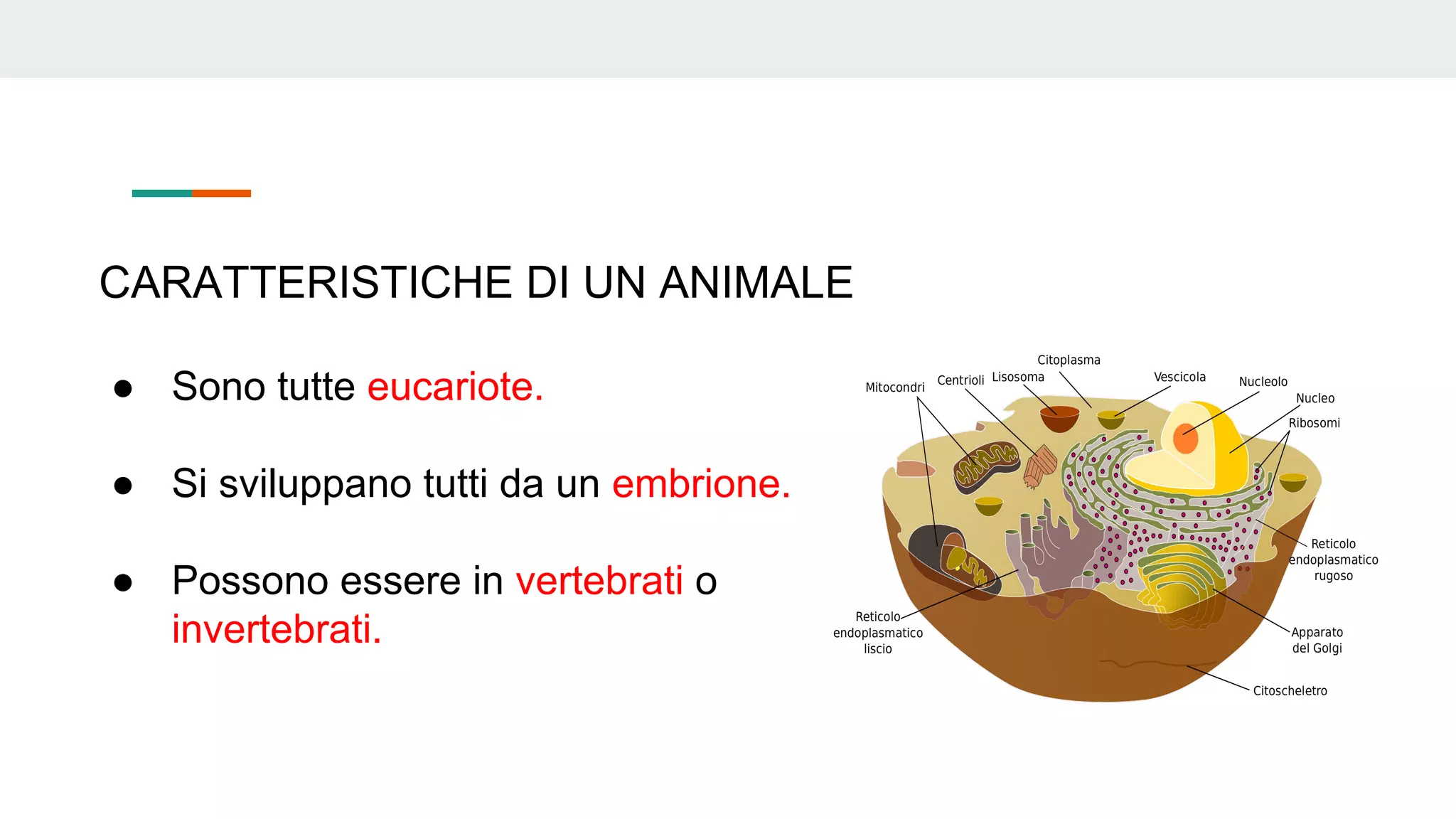 Cosa e un animale | PDF
