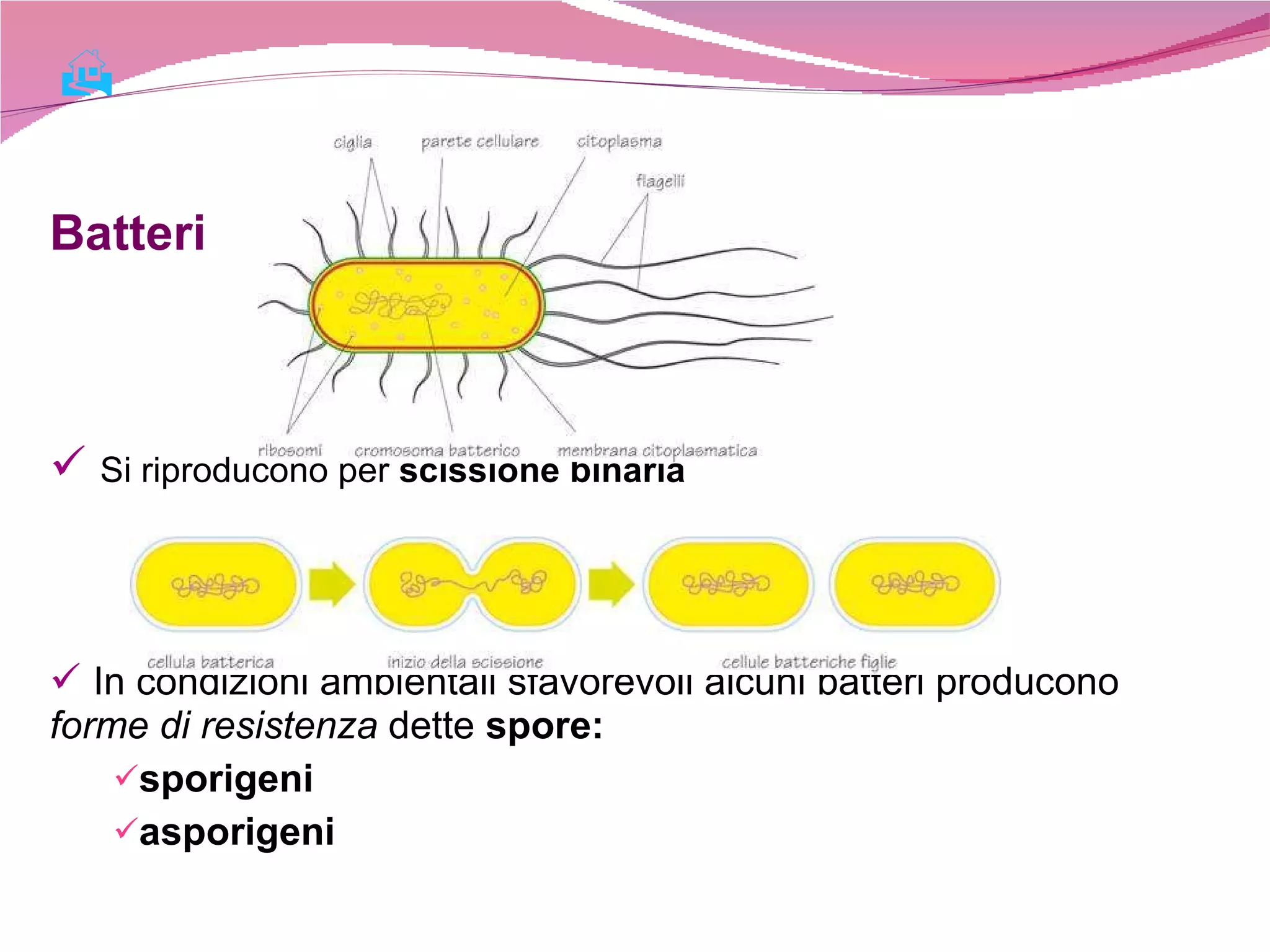 Cosa sono i_ germi_batteri | PPT