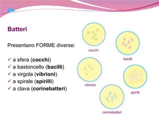 Cosa sono i_ germi_batteri | PPT