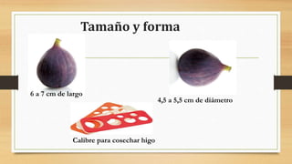 Cosecha y postcosecha en higo | PPTX
