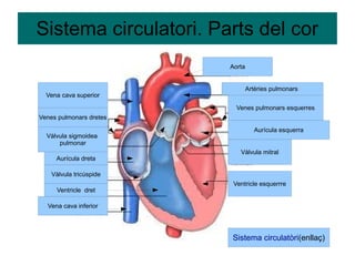Cos huma sistemes | ODP