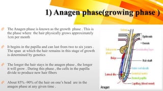 Cosmetics - biological aspects | PPTX