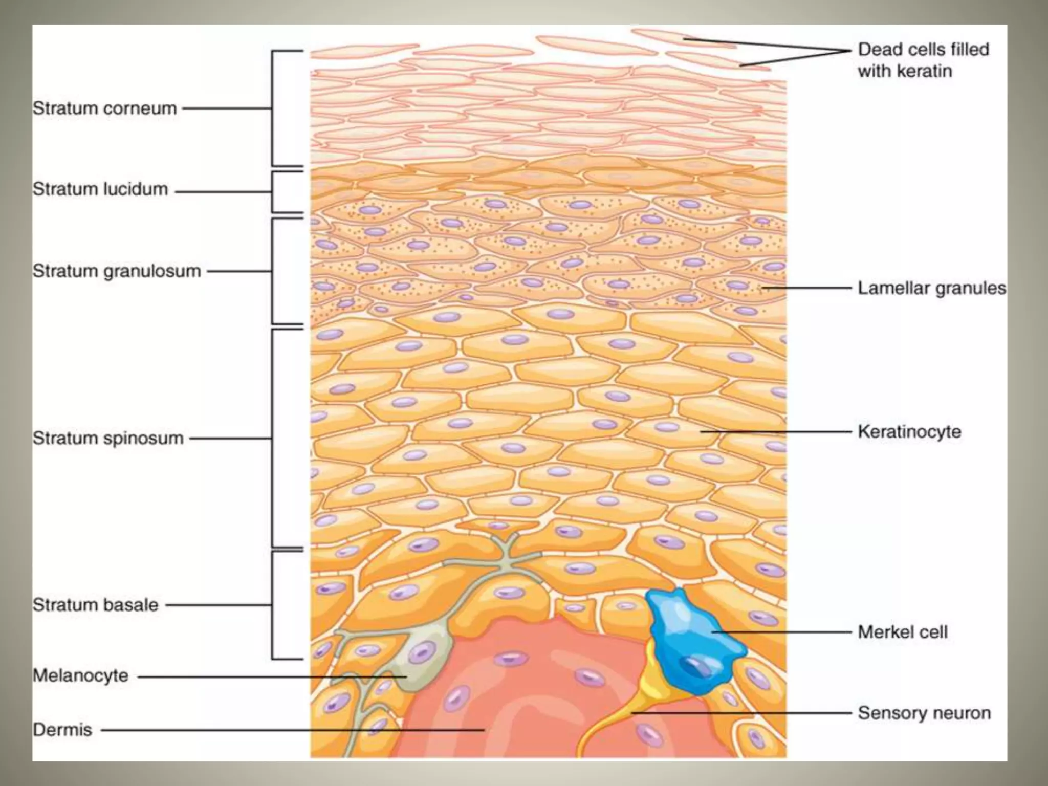 Structure of skin relating to problems like dry skin, acne vulgaris ...