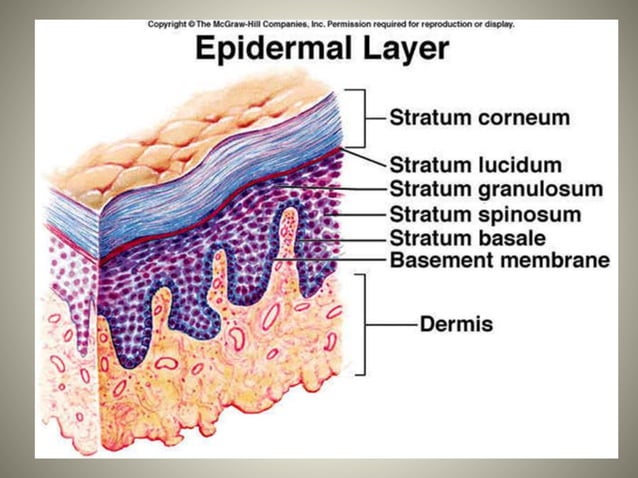 Structure of skin relating to problems like dry skin, acne vulgaris ...