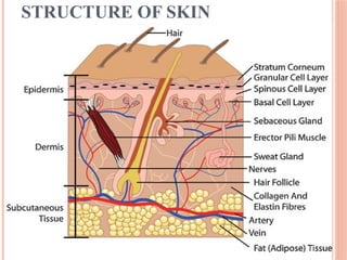 Unit 2 cosmetics and cosmaceuticals (Cosmetics - Biological aspects) | PPTX