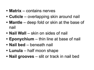 COSMETOLOGY.ppt.pdf FOR BEAUTY PURPOSE S | PDF