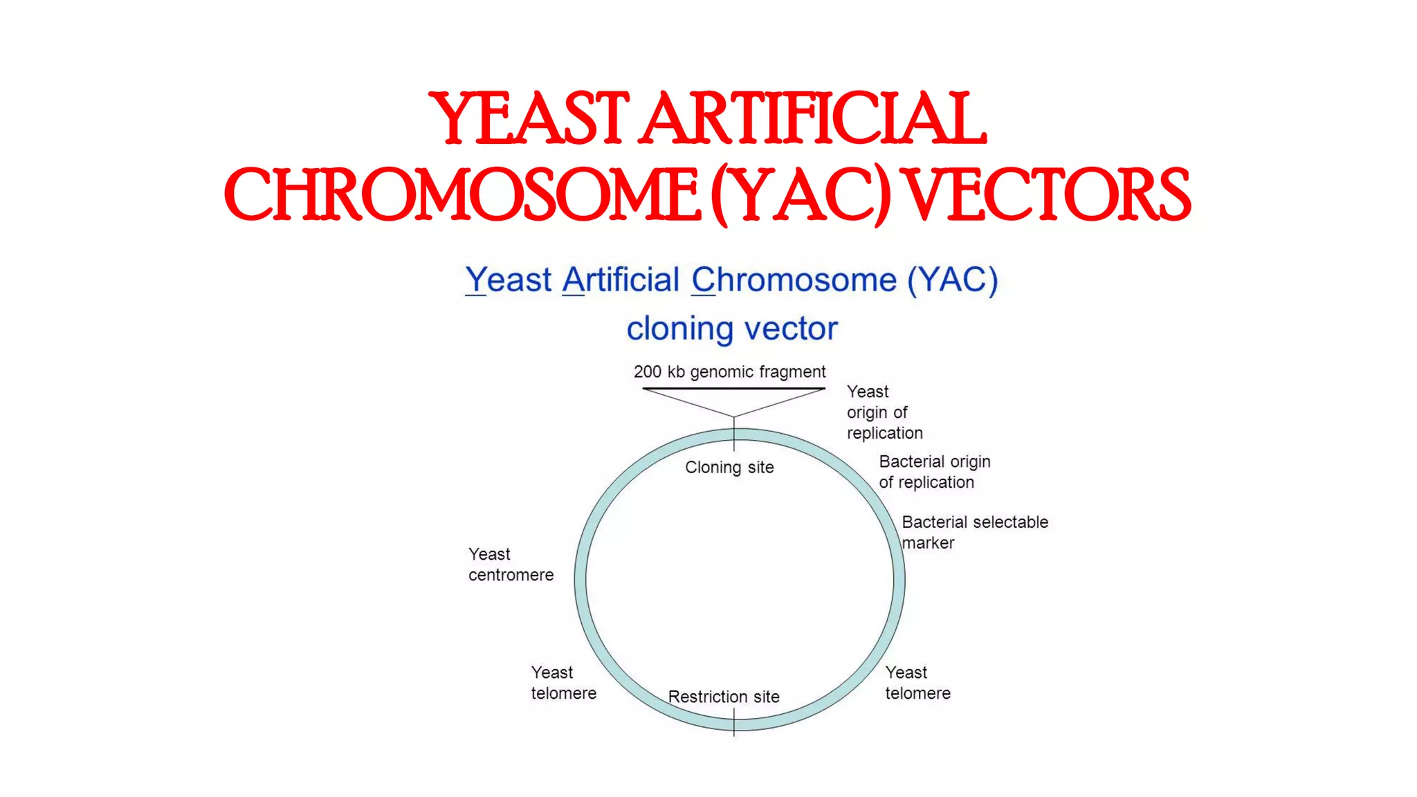 Cosmid Vectors, YAC and BAC Expression Vectors | PDF