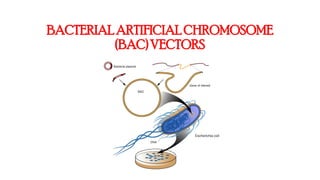 Cosmid Vectors, YAC and BAC Expression Vectors | PDF