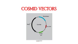 Cosmid Vectors, YAC and BAC Expression Vectors | PDF