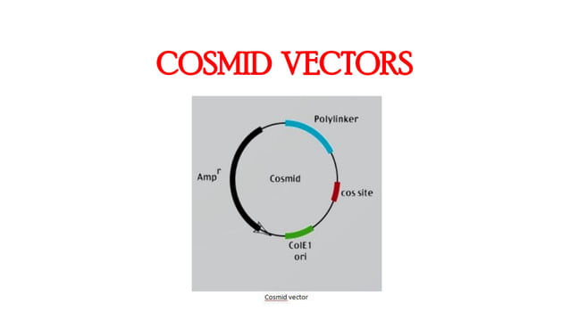 Cosmid Vectors, YAC and BAC Expression Vectors | PDF | Genetics | Science
