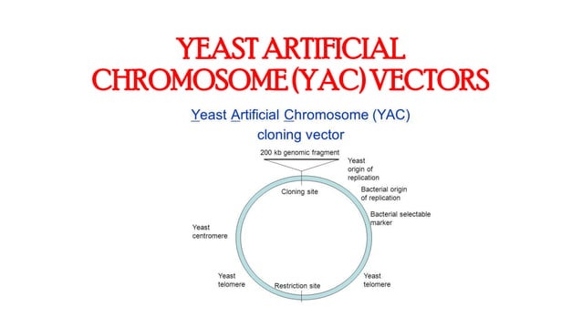 Cosmid Vectors, YAC and BAC Expression Vectors | PPT