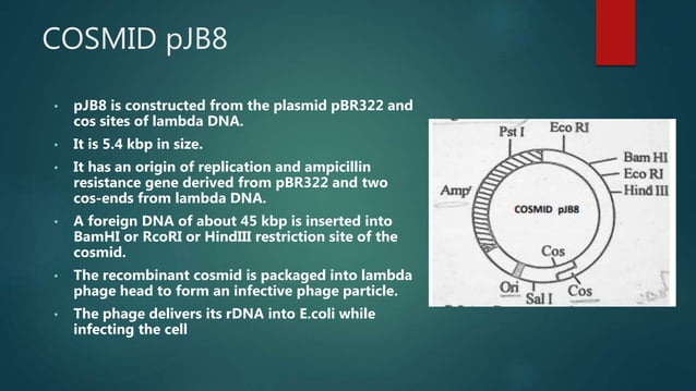 COSMID PHAGE.pptx | Genetics | Science