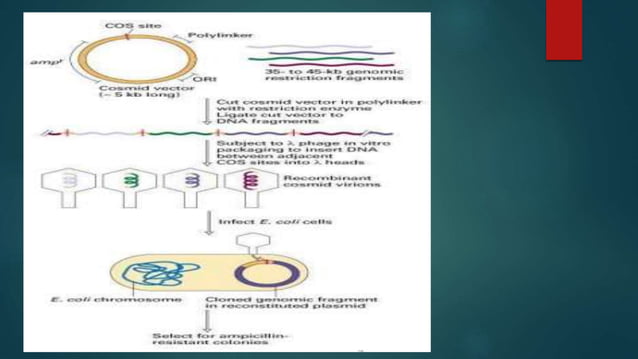 COSMID PHAGE.pptx | Genetics | Science