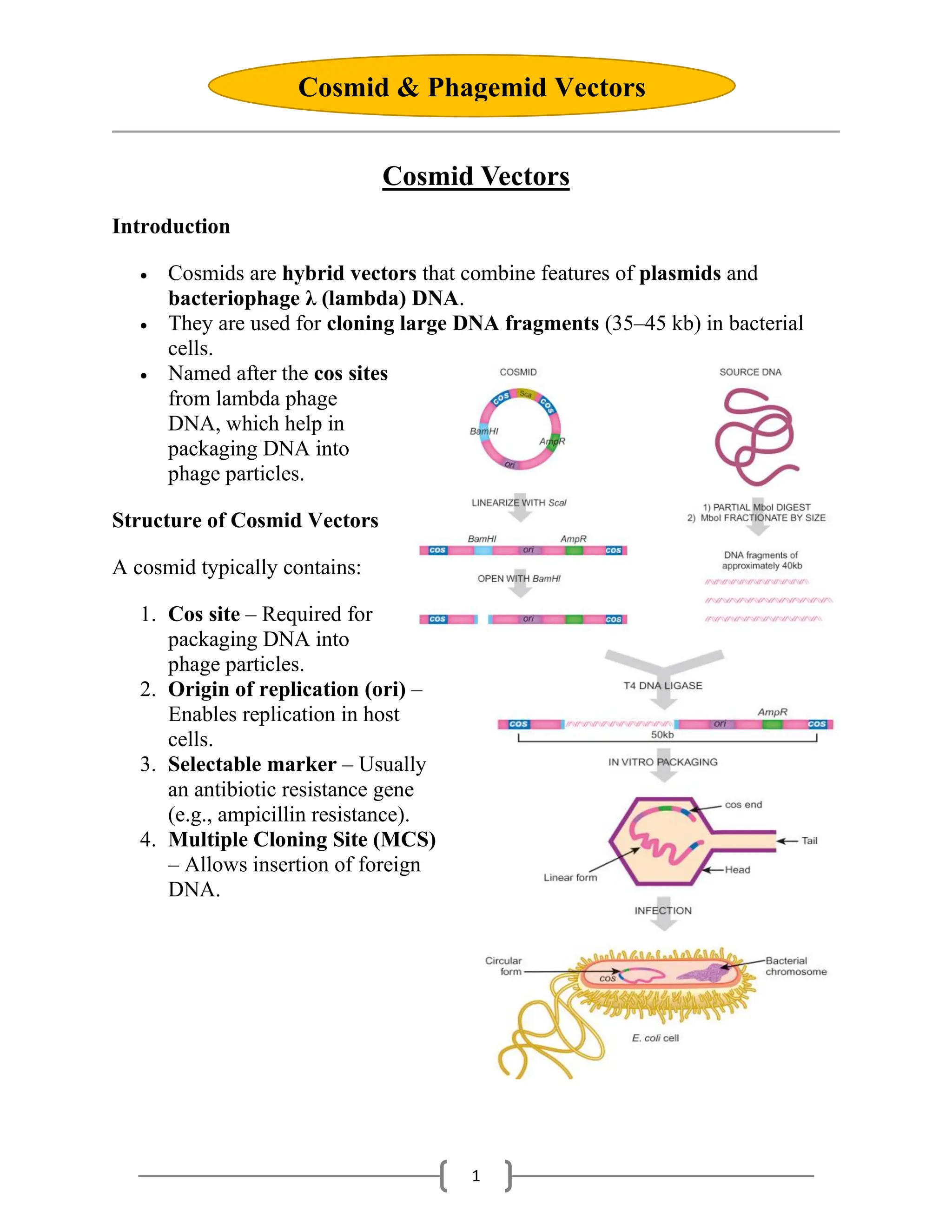 Cosmid & Phagemid Vectors for B.Sc. Biotechnology & Botany Students | PDF