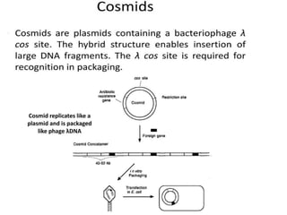 Cosmids cloning vector, types of ve.pptx