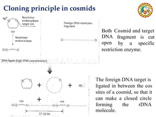 Cosmids cloning vector, types of ve.pptx