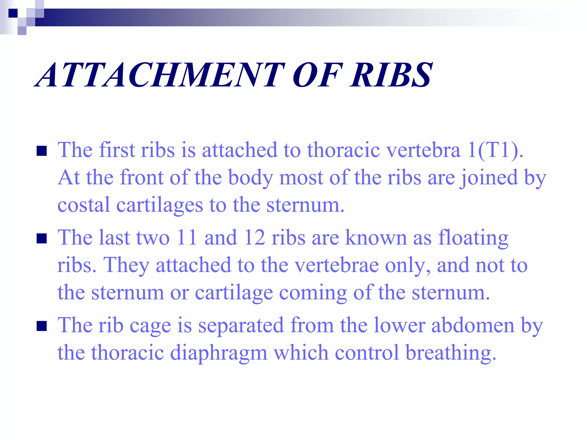 Anatomy of Costal cartilage and Ribs | PPT | Death, Injury, or Military ...