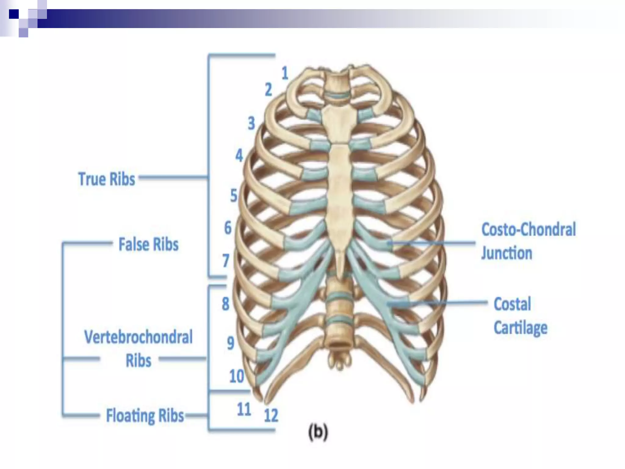 Anatomy of Costal cartilage and Ribs | PPT