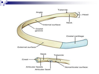 Anatomy of Costal cartilage and Ribs | PPT | Death, Injury, or Military ...