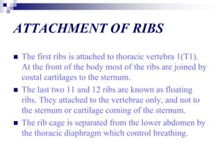 Anatomy of Costal cartilage and Ribs | PPT | Death, Injury, or Military ...