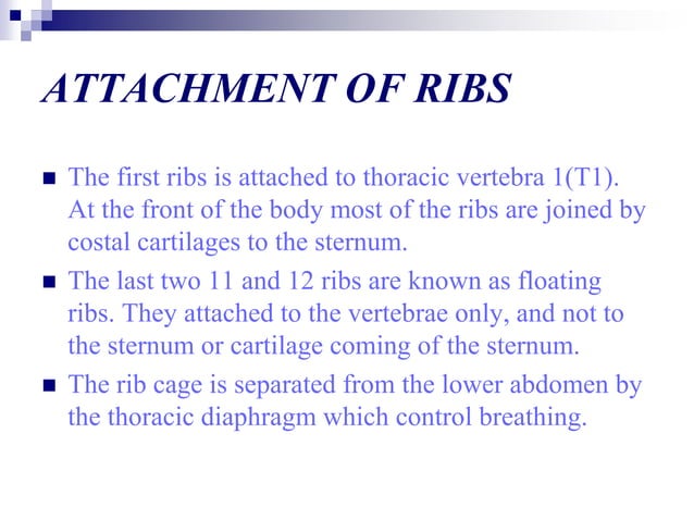 Anatomy of Costal cartilage and Ribs | PPT | Death, Injury, or Military ...