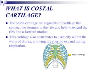 Anatomy of Costal cartilage and Ribs | PPT