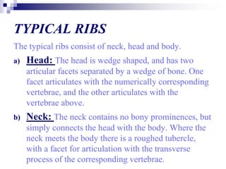 Anatomy of Costal cartilage and Ribs | PPT | Death, Injury, or Military ...