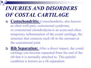 Anatomy of Costal cartilage and Ribs | PPT