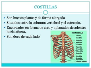 Costillas | PPTX