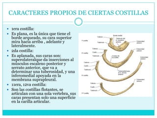Costillas | PPTX
