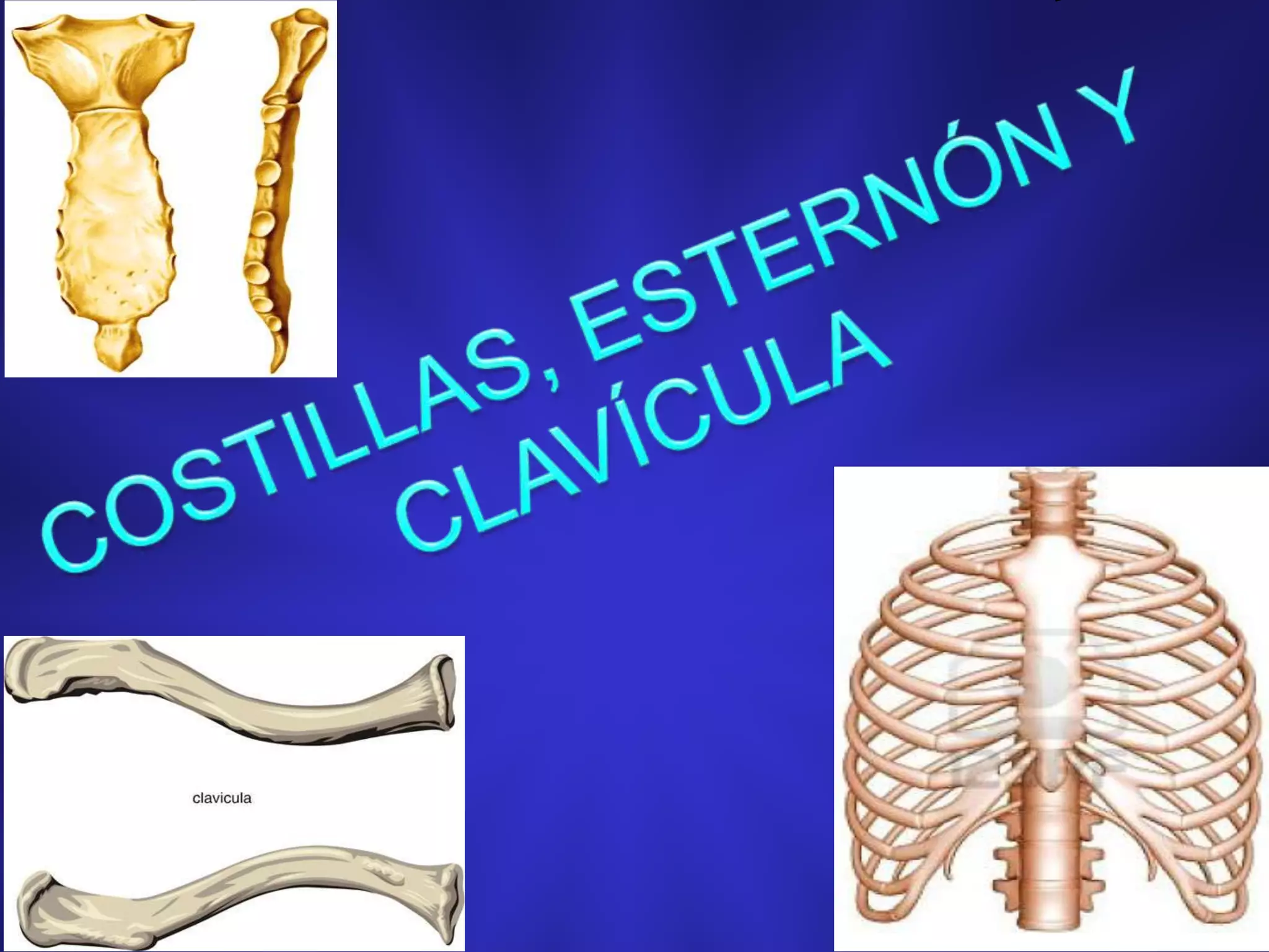 Costillas, esternón y clavicula | PPT