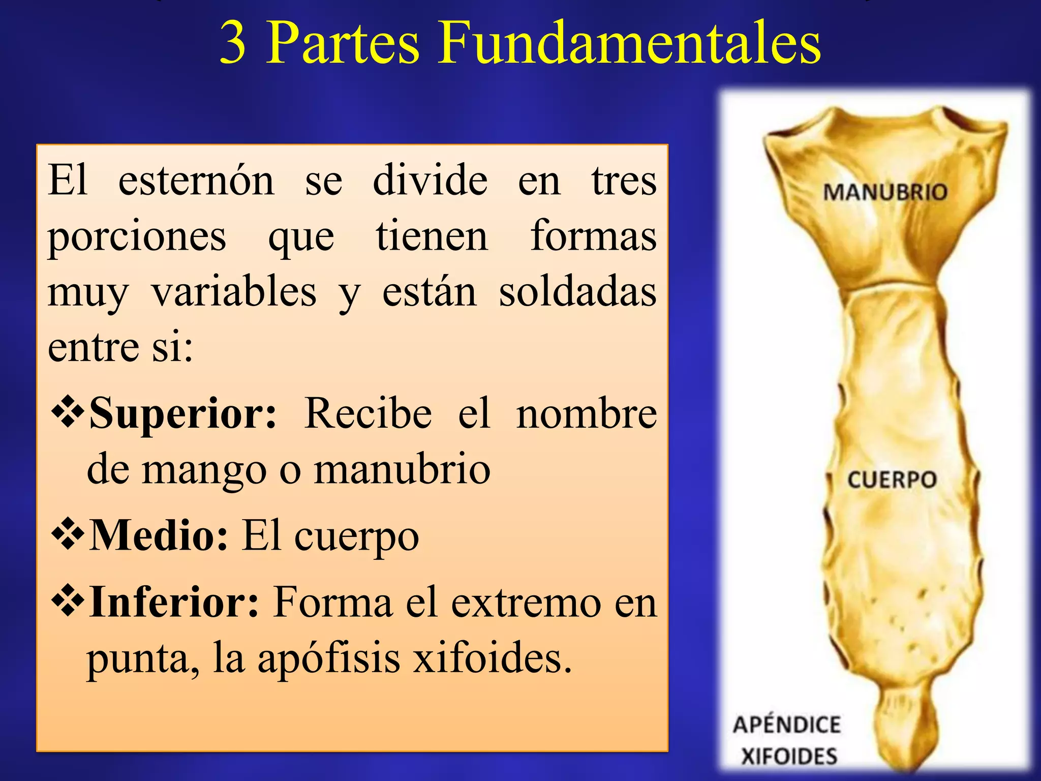 Costillas, esternón y clavicula | PPTX