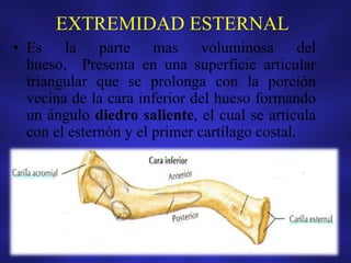 Costillas, esternón y clavicula | PPTX