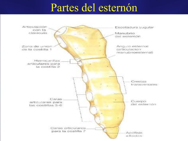 Costillas, esternón y clavicula | PPTX