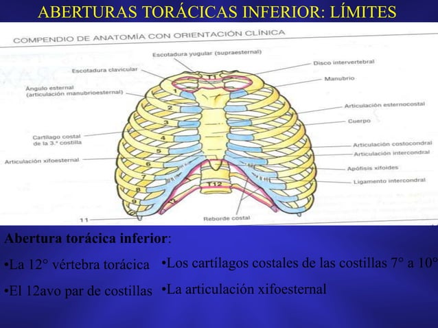 Costillas, esternón y clavicula | PPTX