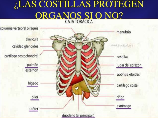 Costillas - Imagui