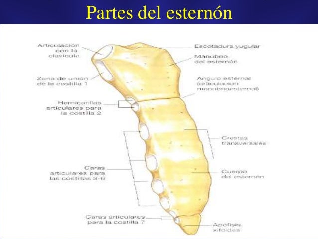 Costillas, esternón y clavicula