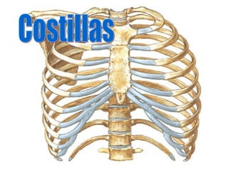 Costillas | PPT
