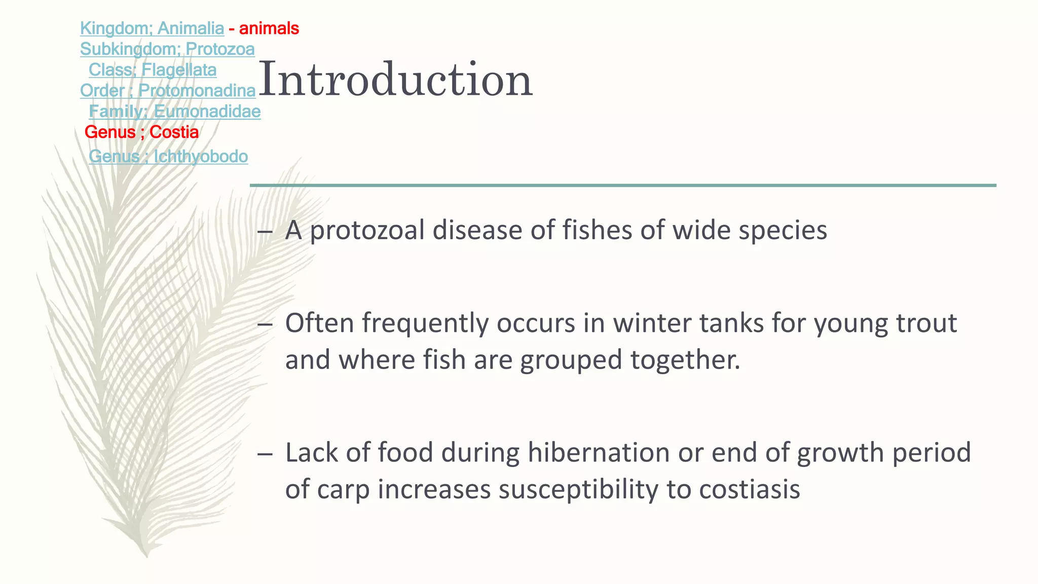 Costiosis / Ichthyobodosis | PPTX