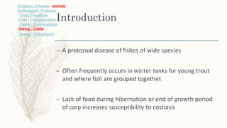Costiosis / Ichthyobodosis | PPTX