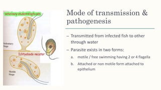 Costiosis / Ichthyobodosis | PPTX | Fish and Aquariums | Pets