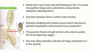 Costiosis / Ichthyobodosis | PPTX | Fish and Aquariums | Pets