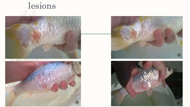 Costiosis / Ichthyobodosis