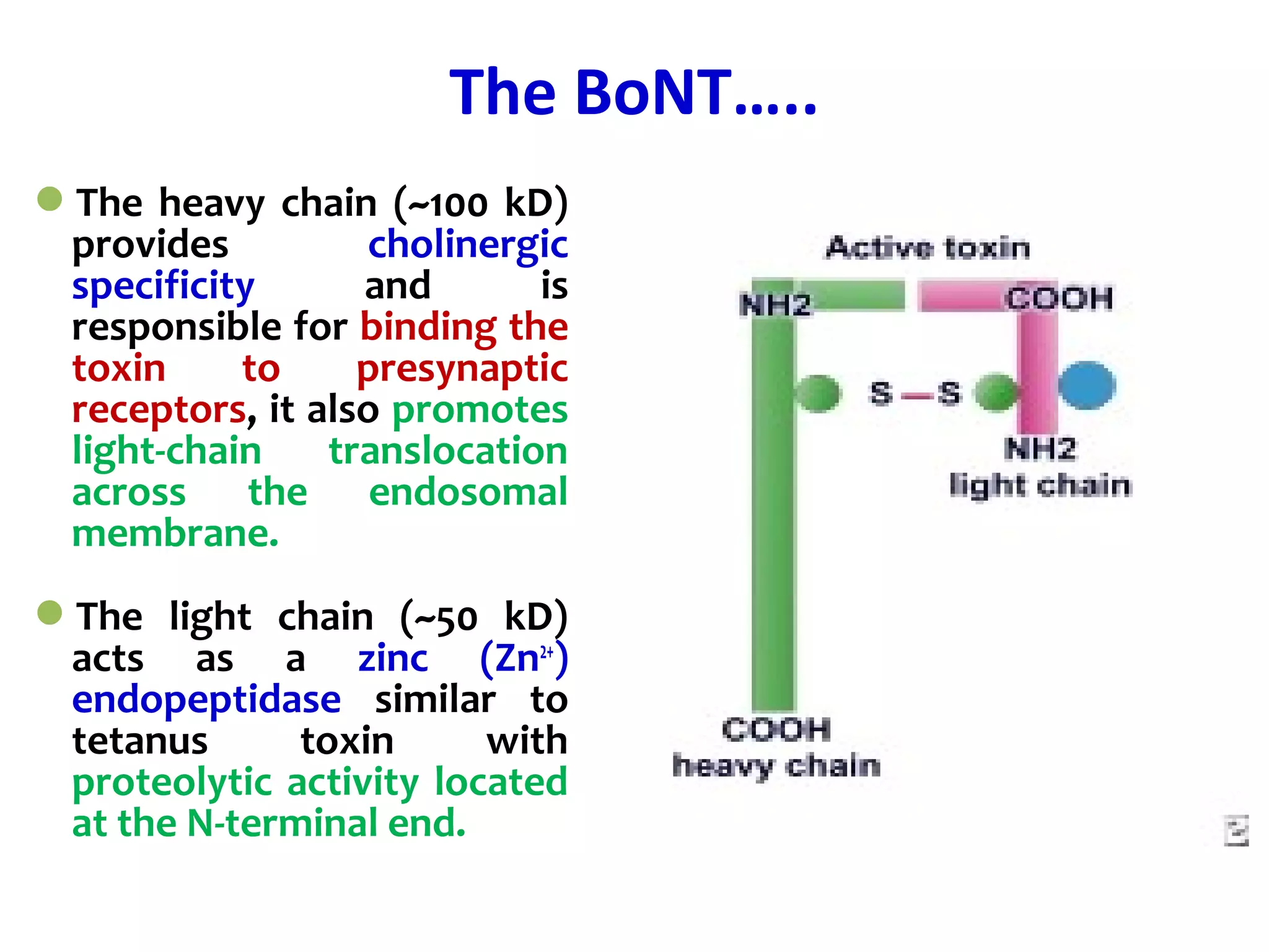 Costridial toxins botulinum toxin | PPT