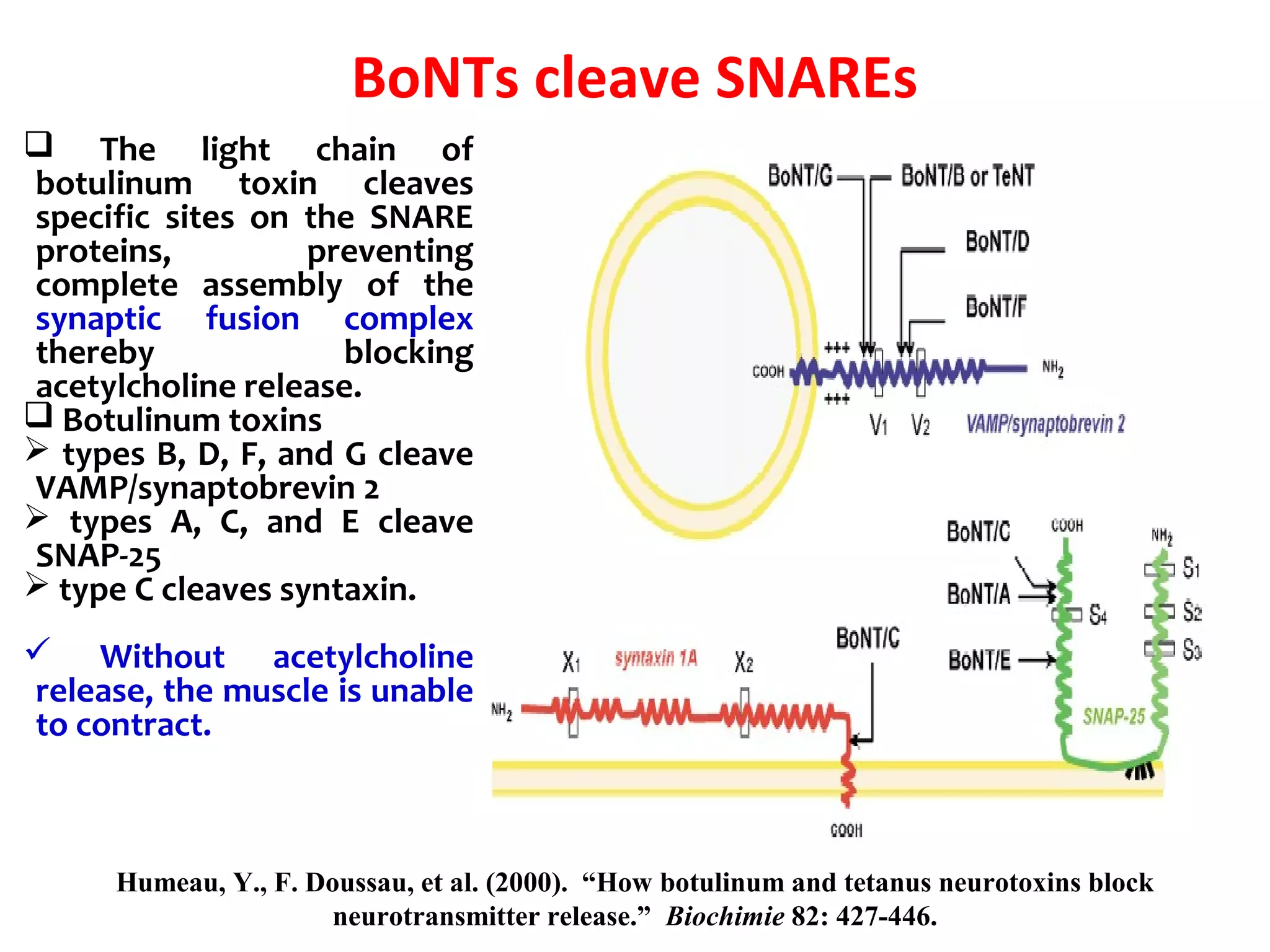Costridial toxins botulinum toxin | PPT